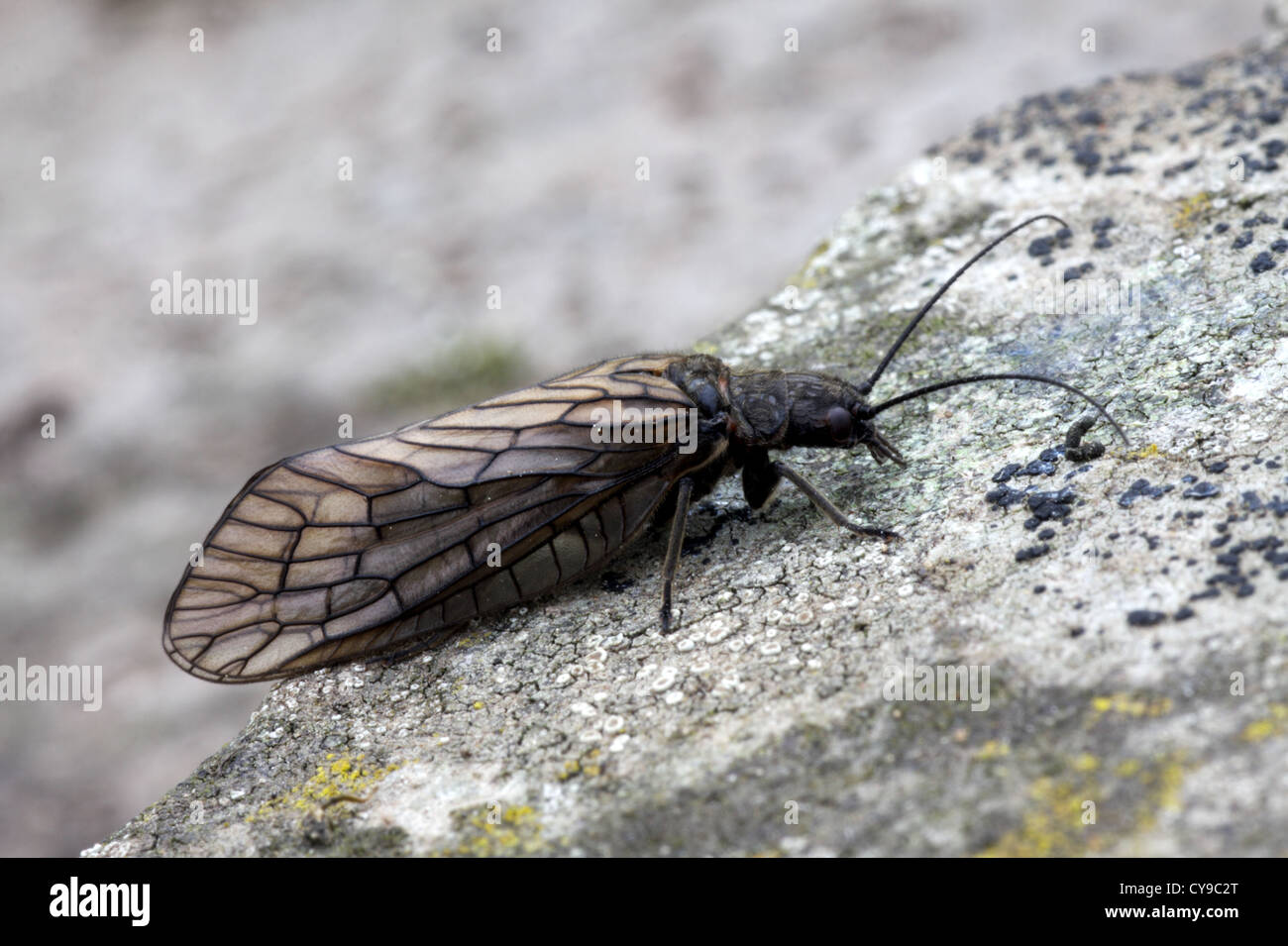 Alder Fly - Sialis lutaria Stock Photo - Alamy