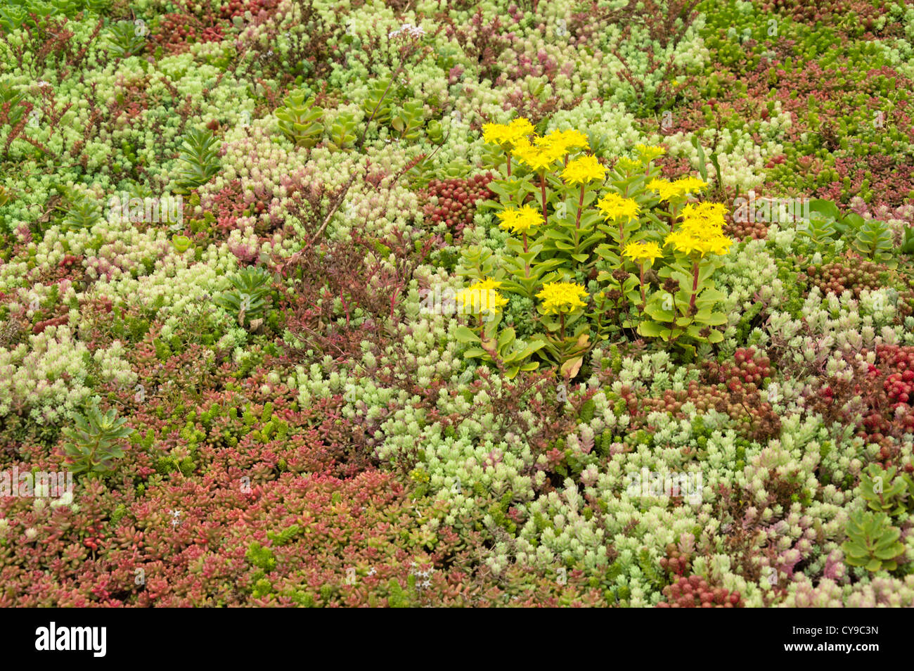 Sedum green roof hi-res stock photography and images - Alamy