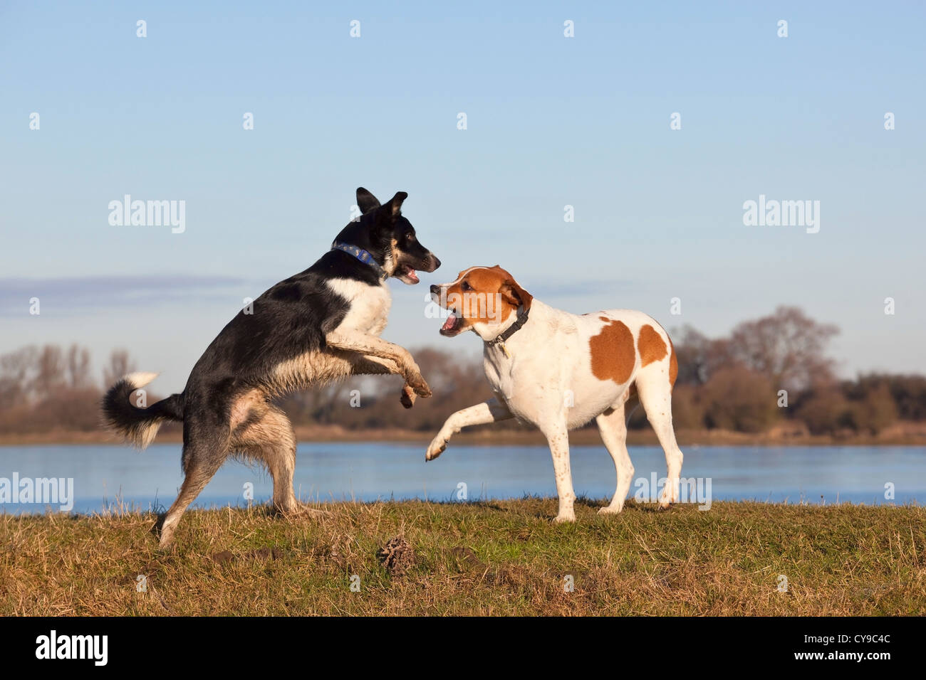Mongrel dogs hi-res stock photography and images - Alamy