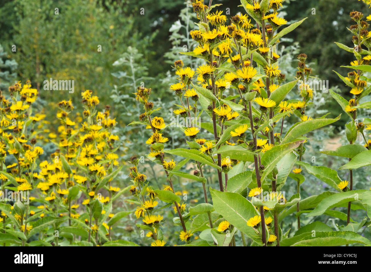 Inula racemosa 'Sonnenspeer' Stock Photo - Alamy
