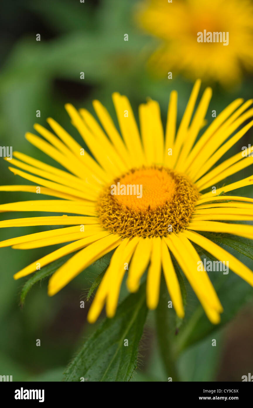 Inula 科西嘉 hi-res stock photography and images - Alamy