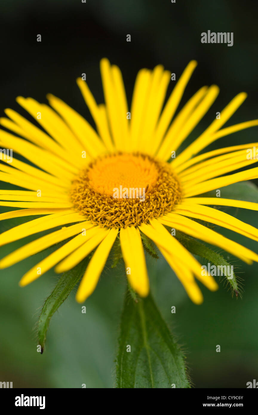 Inula 科西嘉 hi-res stock photography and images - Alamy