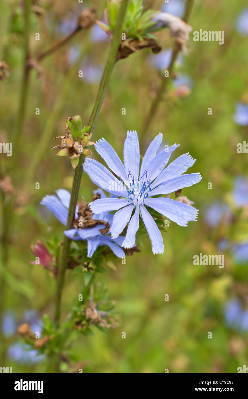 Chicory (Cichorium intybus Stock Photo - Alamy