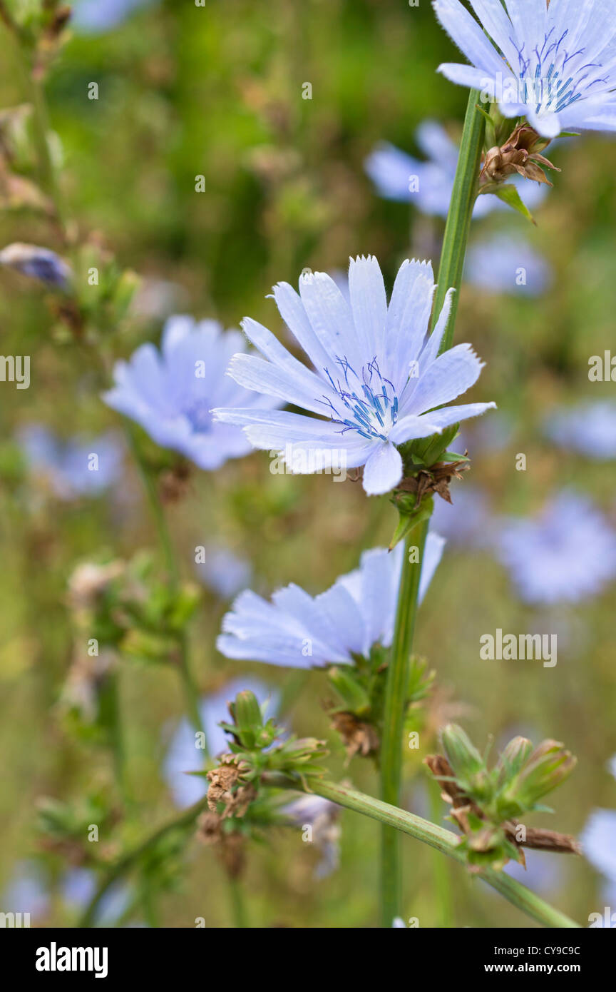 Chicory (Cichorium intybus Stock Photo - Alamy