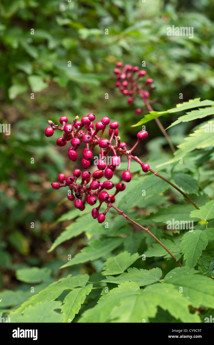 Red baneberry hi-res stock photography and images - Alamy