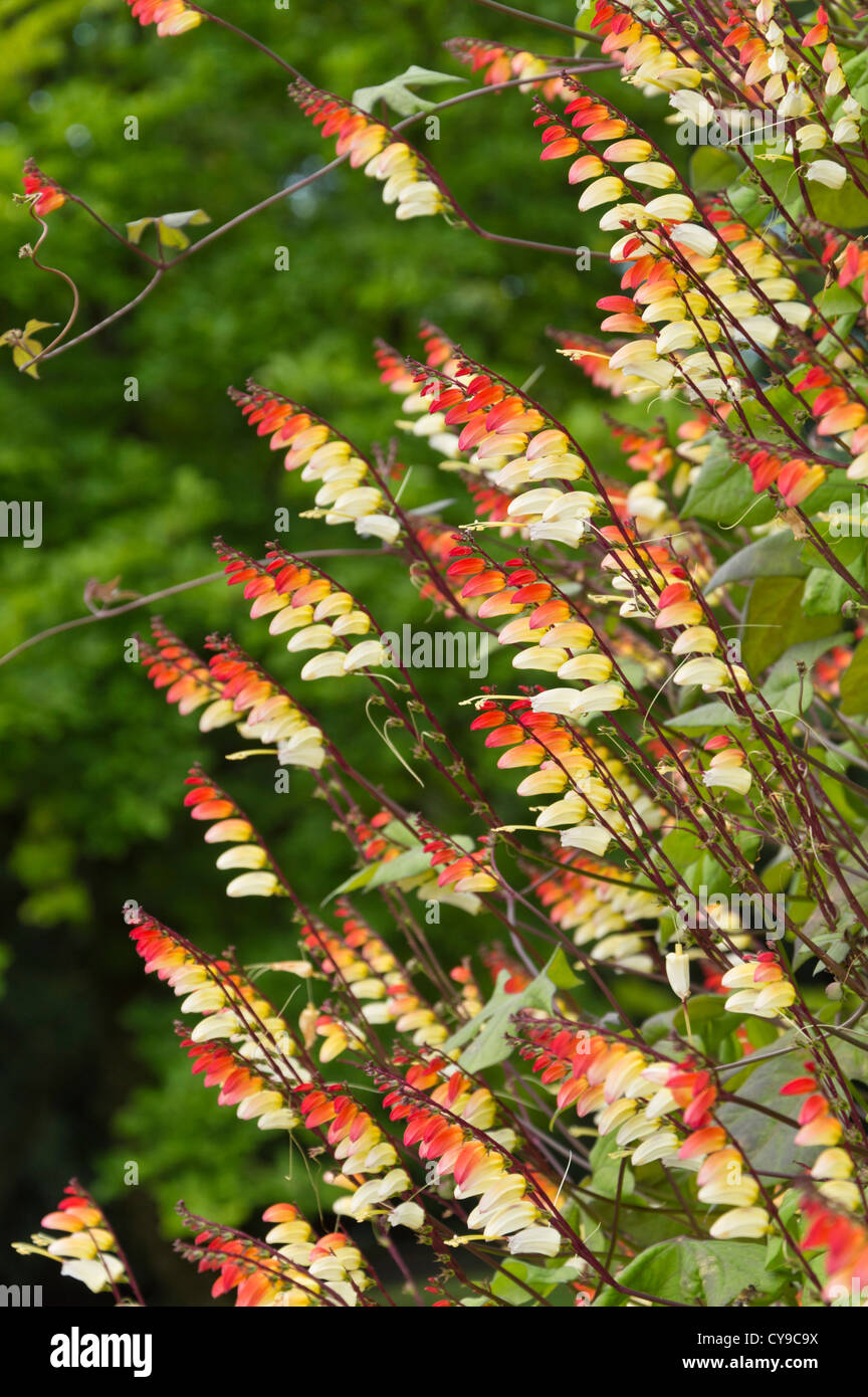 Spanish flag (Ipomoea lobata syn. Quamoclit lobata Stock Photo - Alamy