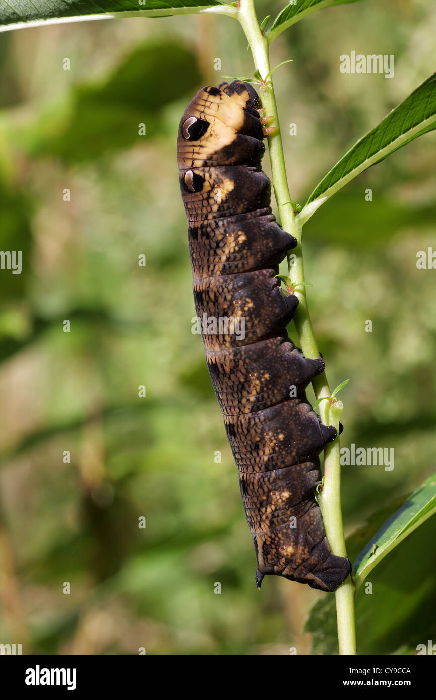 Elephant Hawkmoth Larva - Deilephila elpenor Stock Photo - Alamy