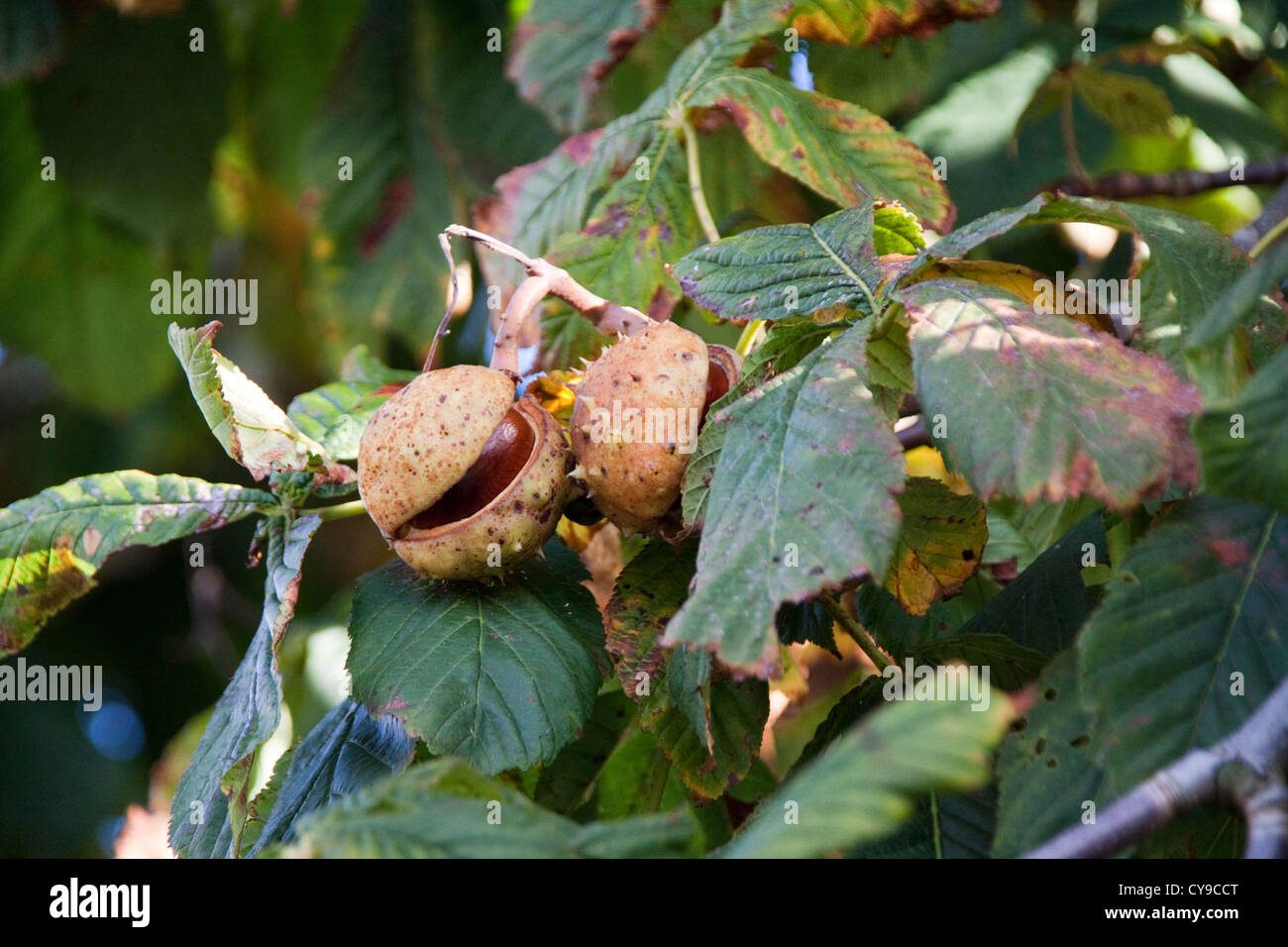 Conkers on Tree Aesculus hippocastanum Stock Photo - Alamy