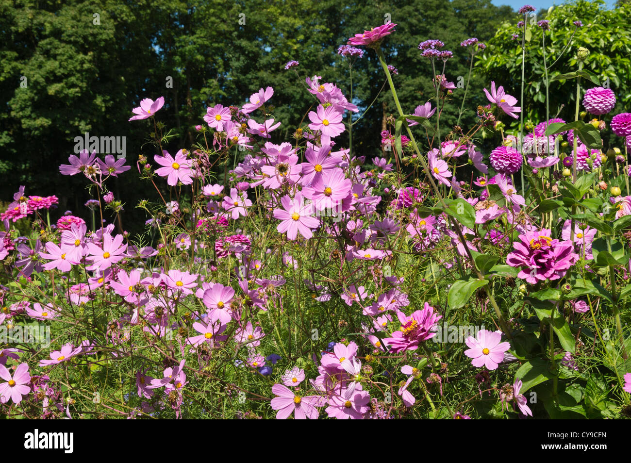 Cosmos bipinnatus flowering hi-res stock photography and images - Alamy