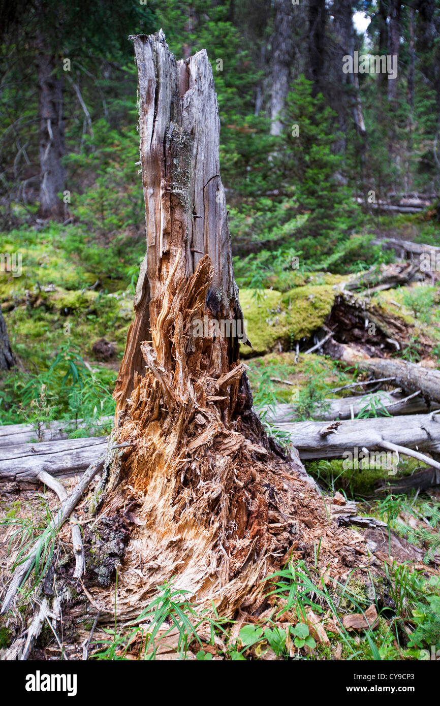 A rotting tree stump in forest in Johnsons Canyon in the Banff national ...