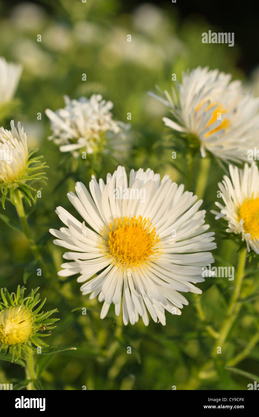 New England aster (Aster novae-angliae 'Schneesturm' Stock Photo - Alamy