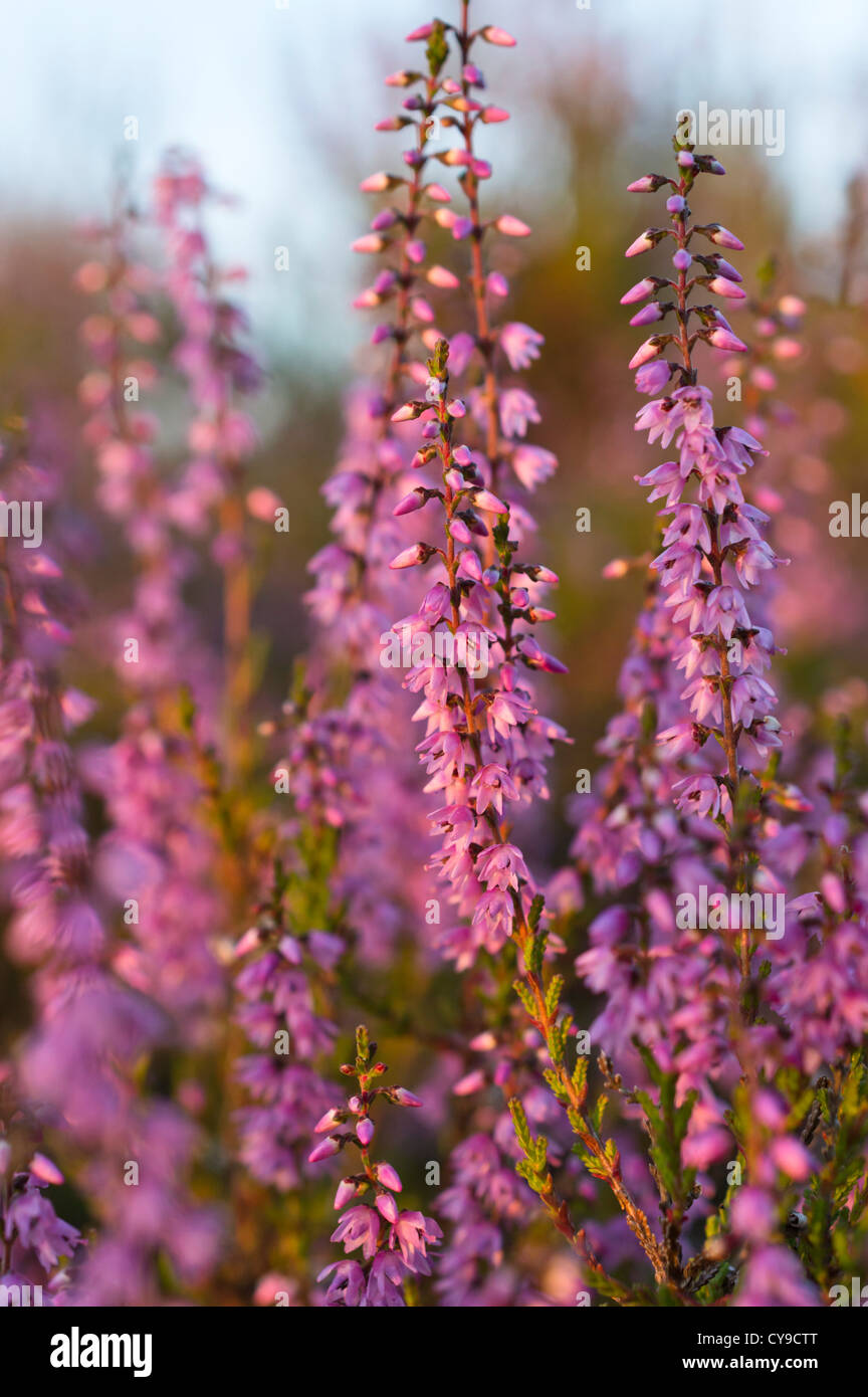 Common heather (Calluna vulgaris Stock Photo - Alamy