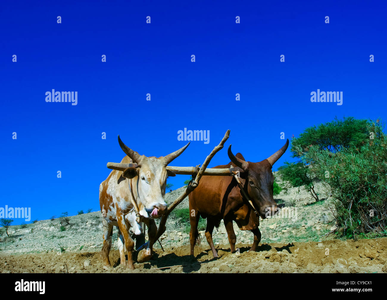 Oxen plough africa hi-res stock photography and images - Alamy