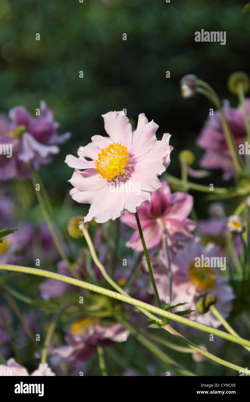 Grape-leaf anemone (Anemone tomentosa 'Septemberglanz' Stock Photo - Alamy