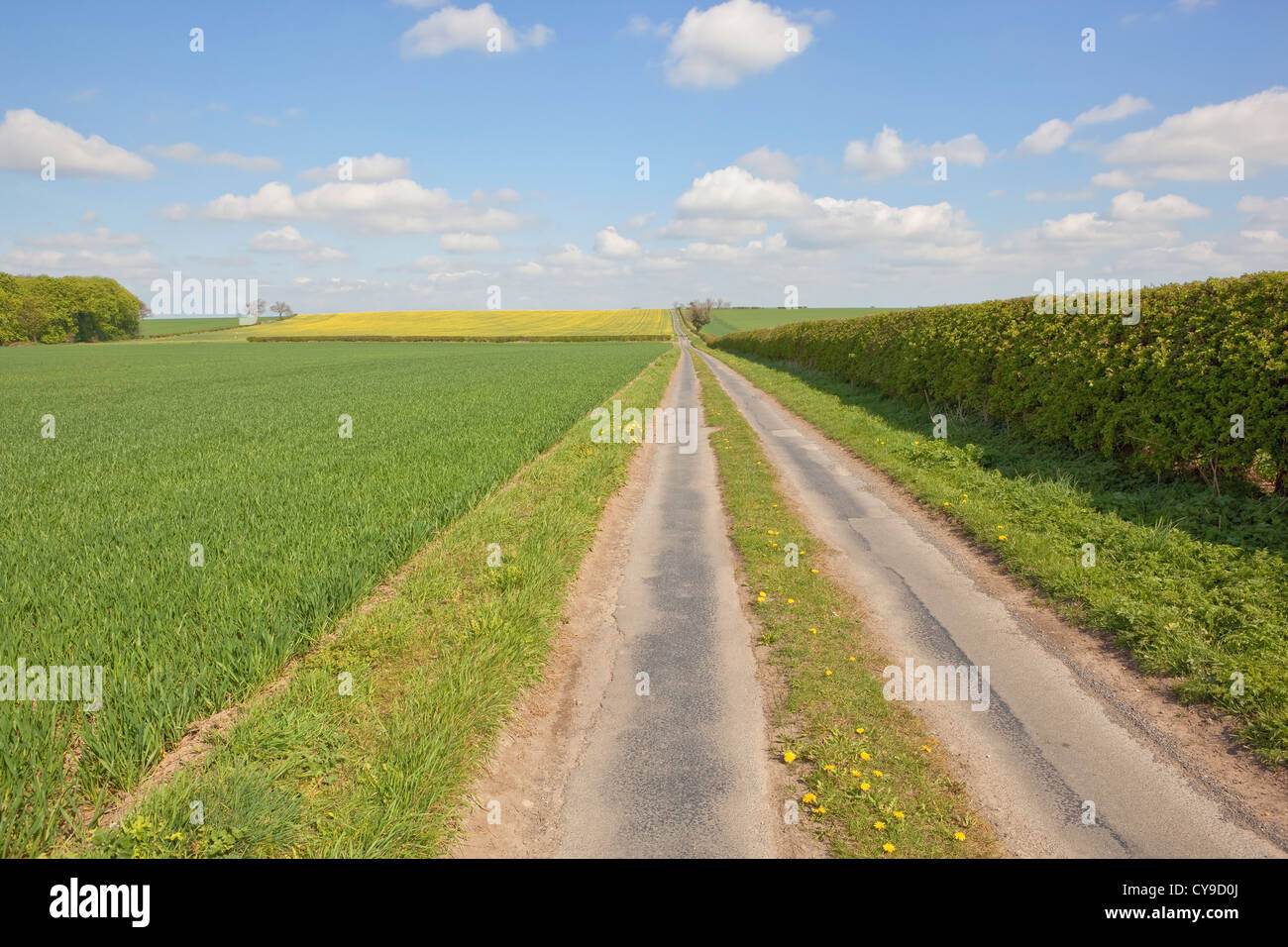 An English landscape with a farm track running through the patchwork ...