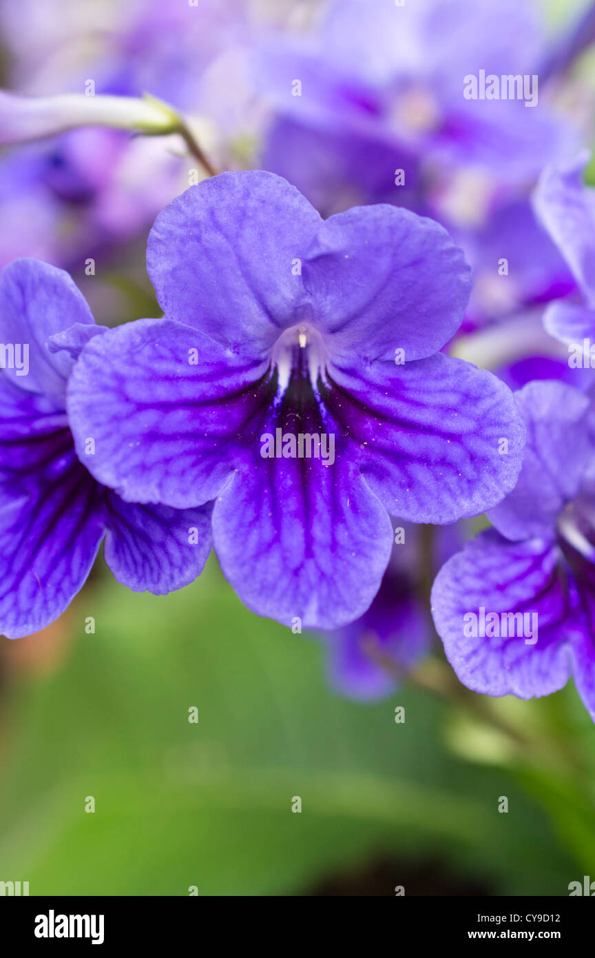 Cape primrose (Streptocarpus Stock Photo - Alamy