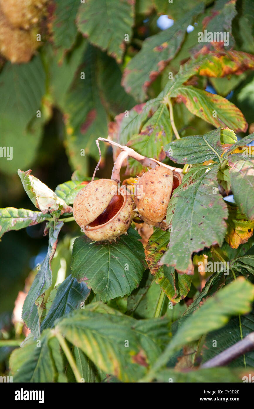 Conkers on Tree Aesculus hippocastanum Stock Photo - Alamy