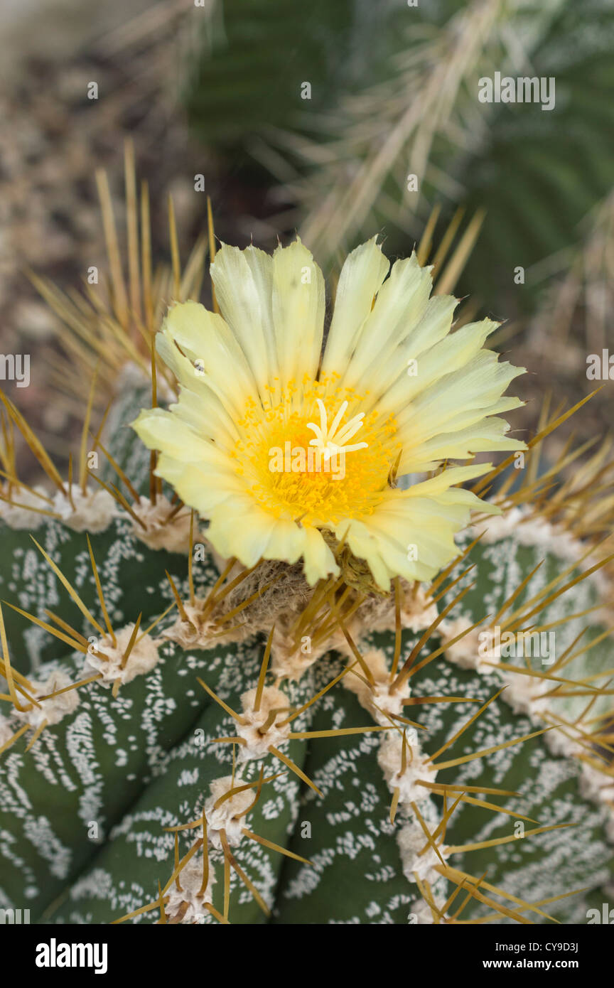 Bishop's cap cactus (Astrophytum ornatum Stock Photo - Alamy