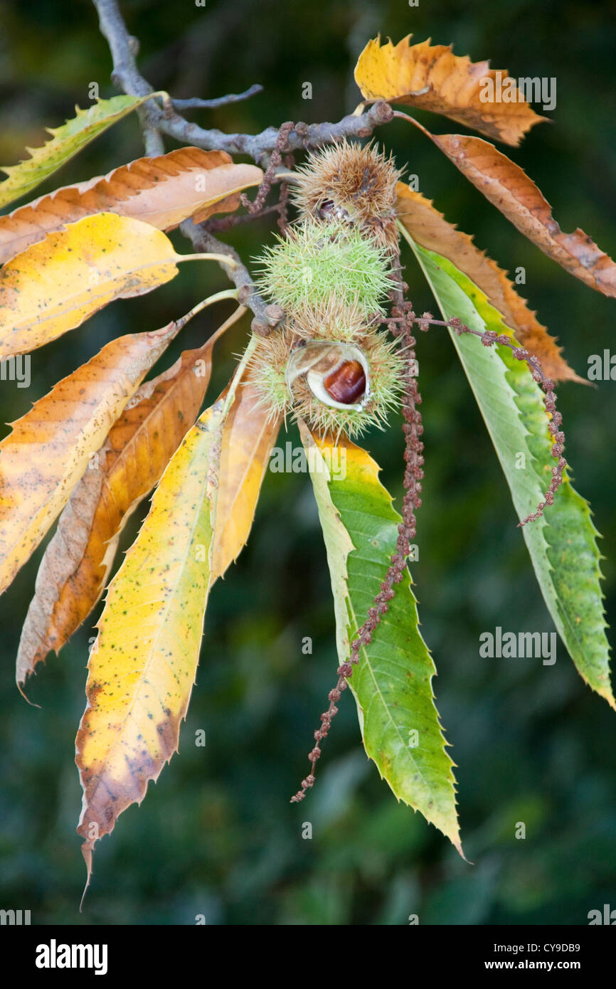 Beech Nuts High Resolution Stock Photography and Images - Alamy