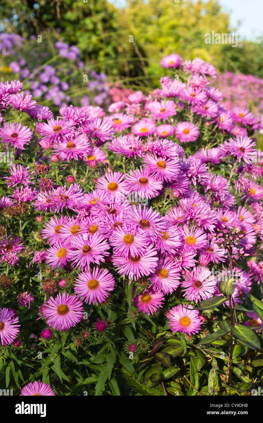 Aster hi-res stock photography and images - Alamy