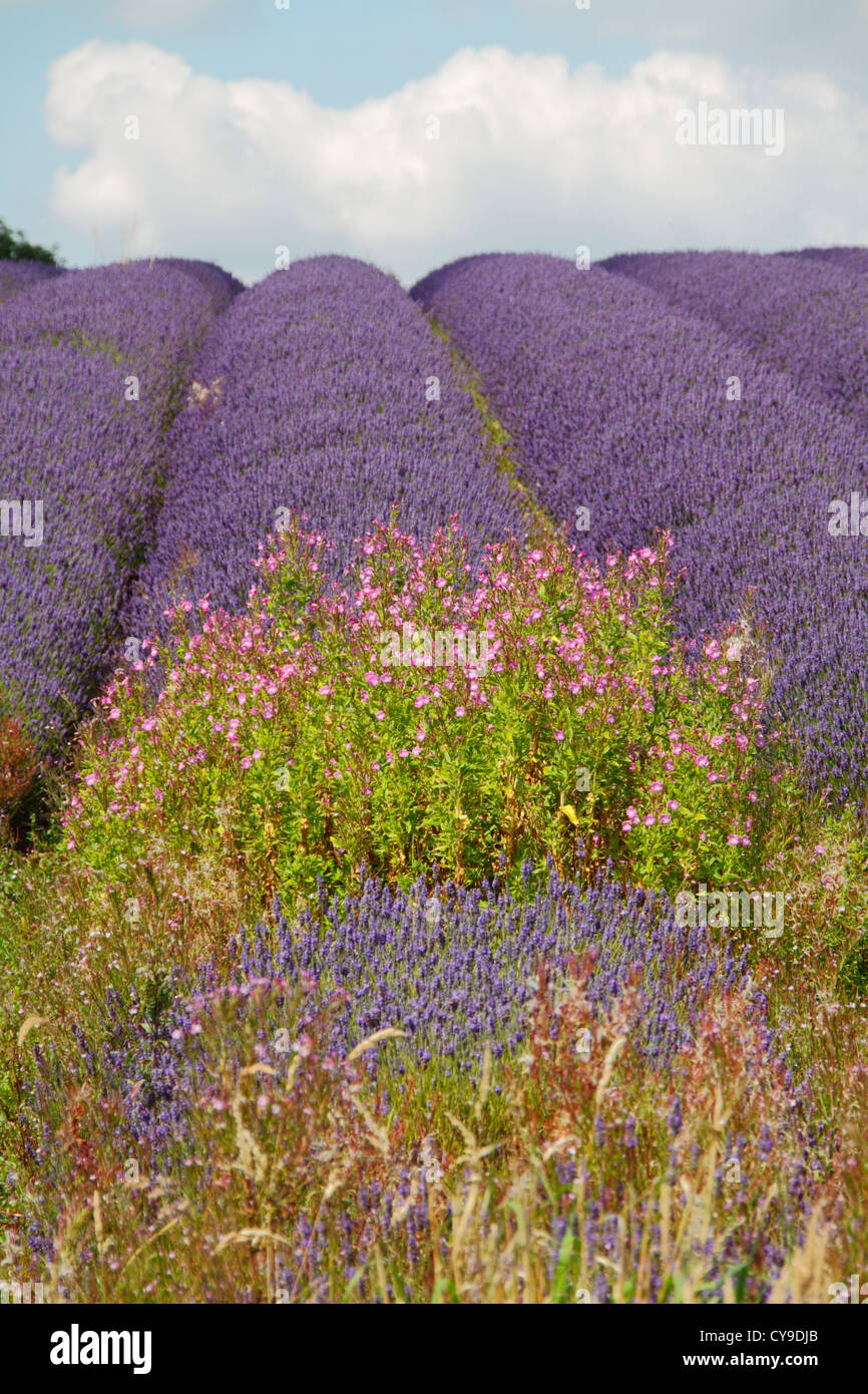 Lavender Fields livendula lavare Stock Photo - Alamy