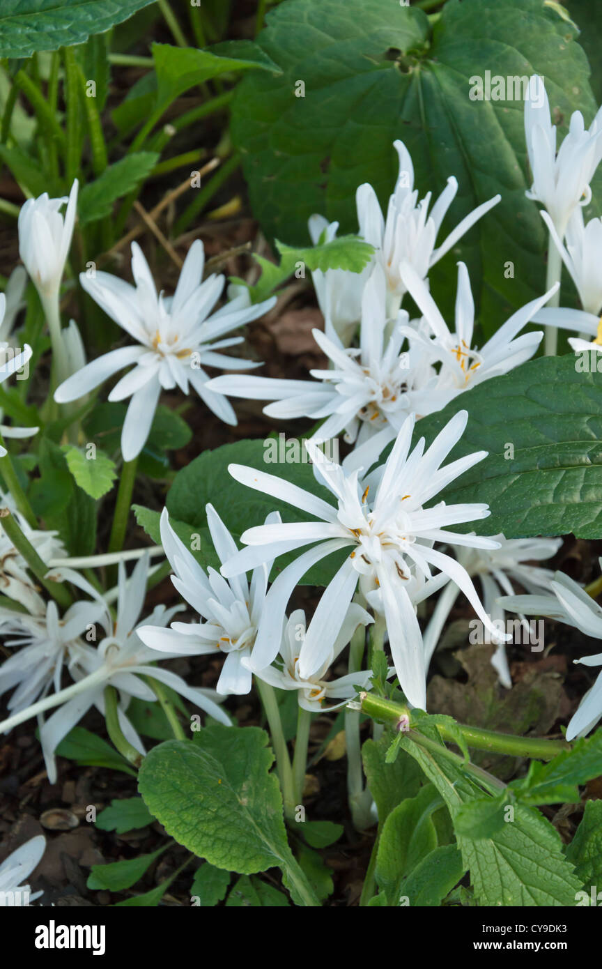 Autumn crocus (Colchicum autumnale 'Alboplenum' Stock Photo - Alamy
