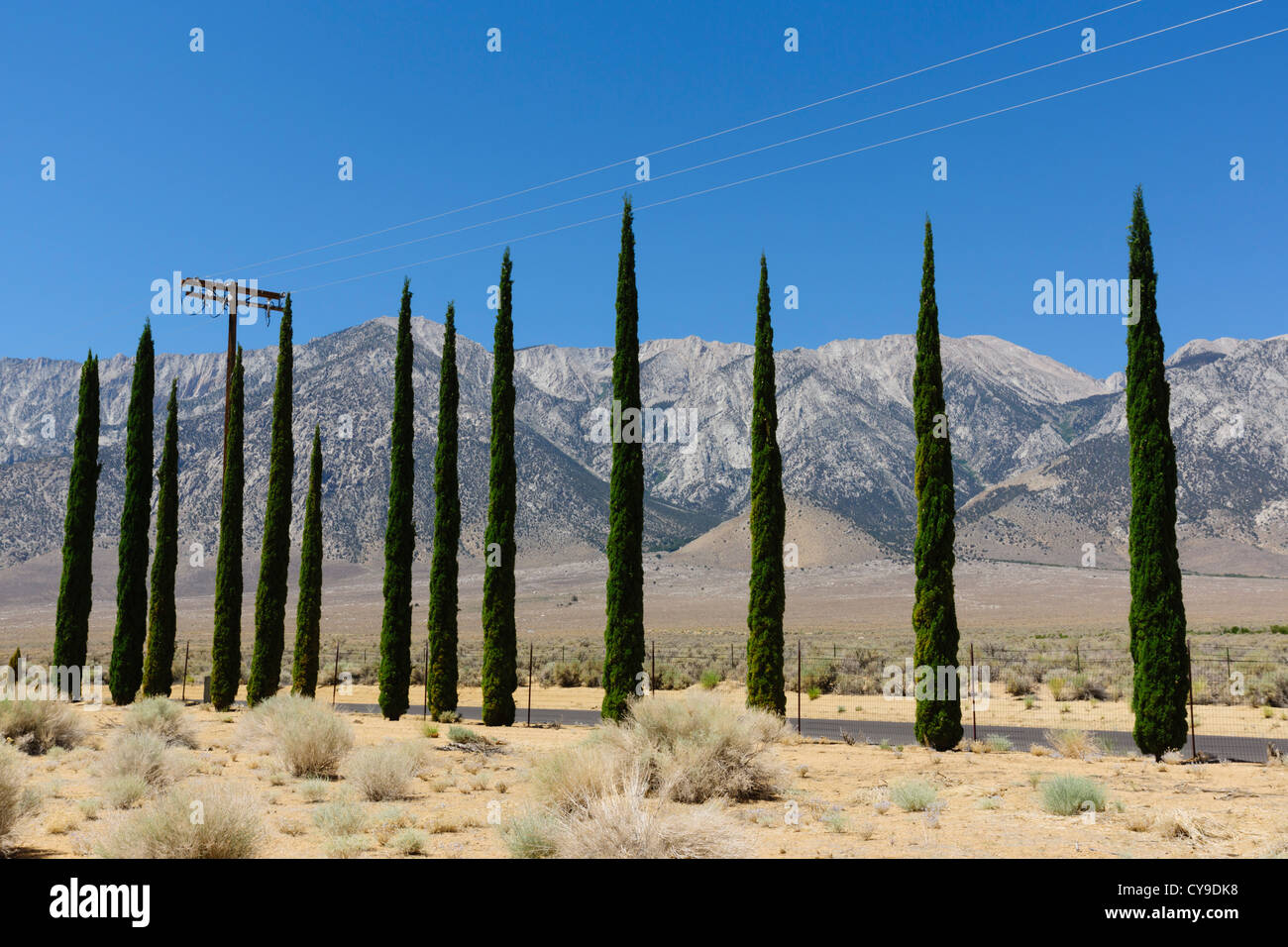 Lone Pine, California - needle pines or cypress trees form a ranch ...