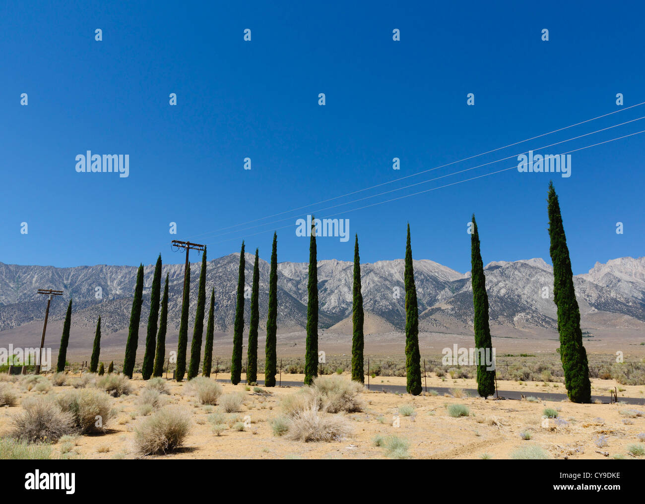 Cypress Pines High Resolution Stock Photography and Images - Alamy