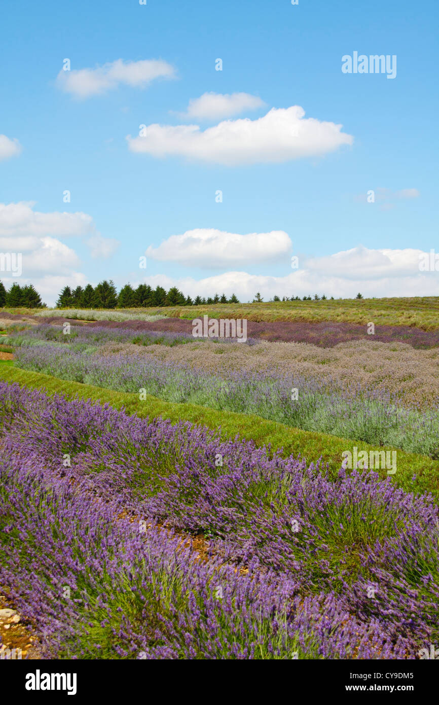 L'avare hi-res stock photography and images - Alamy