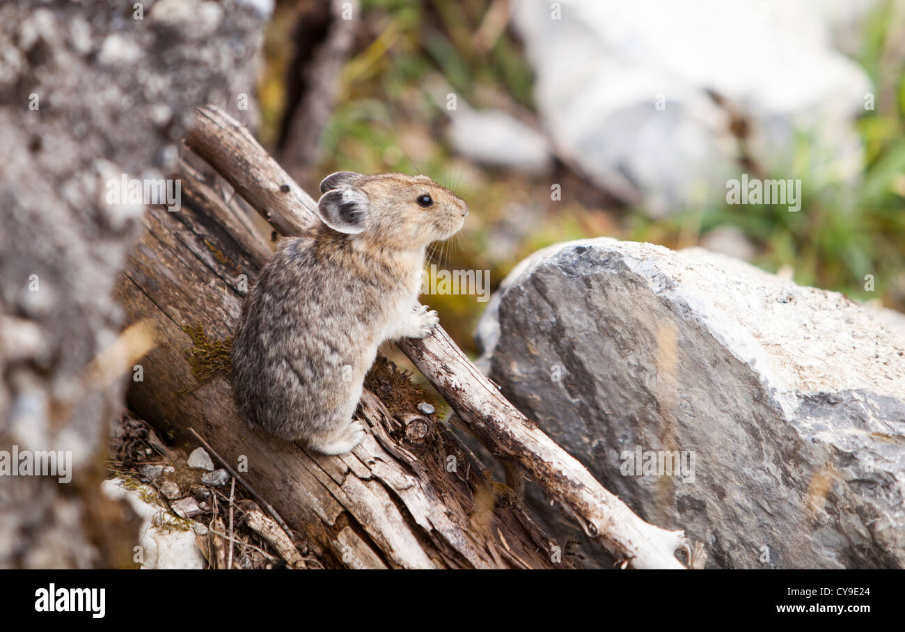 Pika burrow hi-res stock photography and images - Alamy
