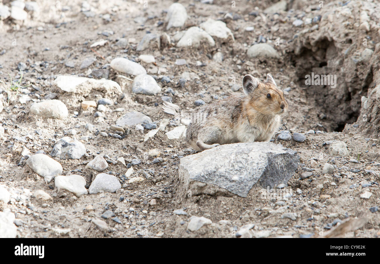 Pika burrow hi-res stock photography and images - Alamy