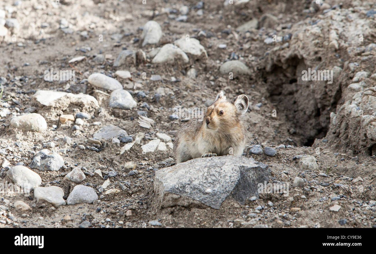 Pika alberta hi-res stock photography and images - Alamy