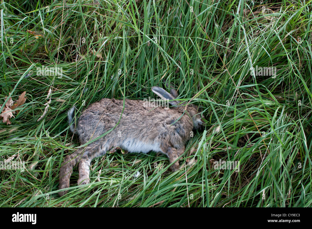 Inert body hi-res stock photography and images - Alamy