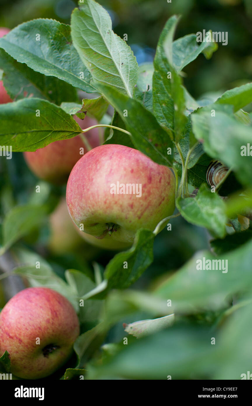 Apples attached to tree hi-res stock photography and images - Alamy