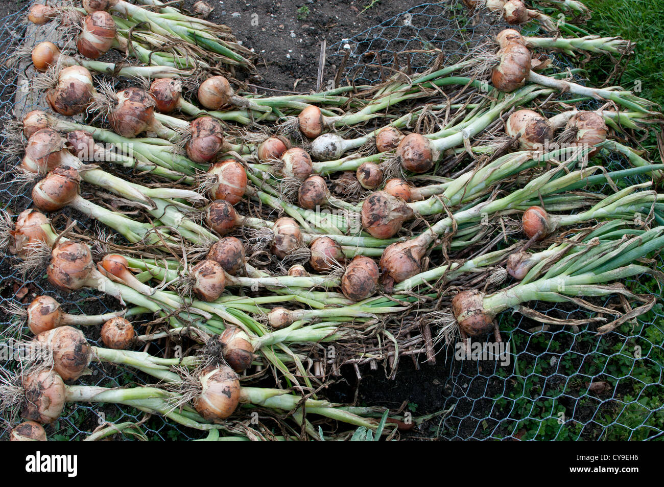 onions drying on allotment Stock Photo - Alamy