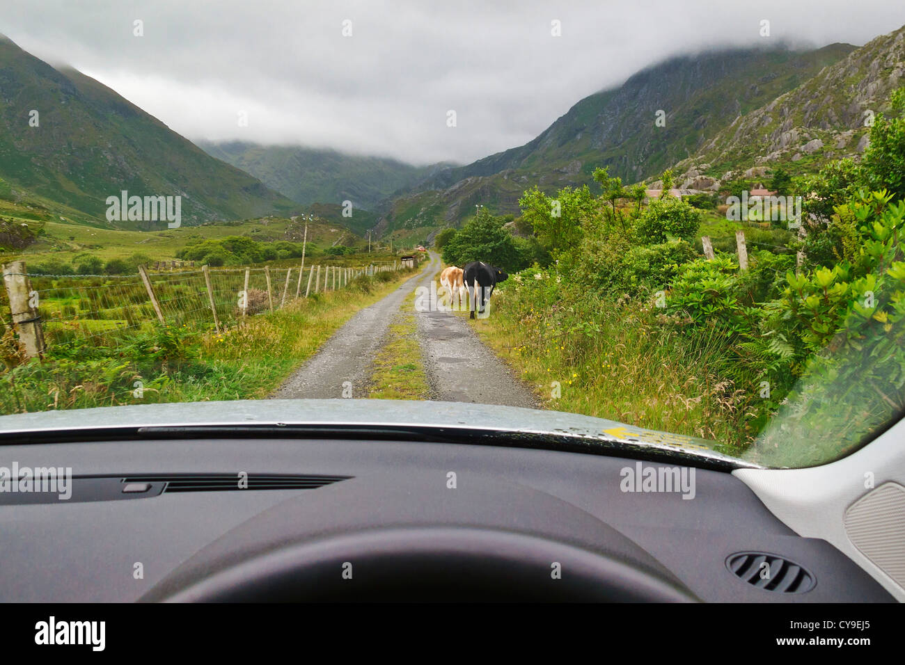 Cows block the drive on a small road at Cloonee Lakes, Cloonee, Kerry ...