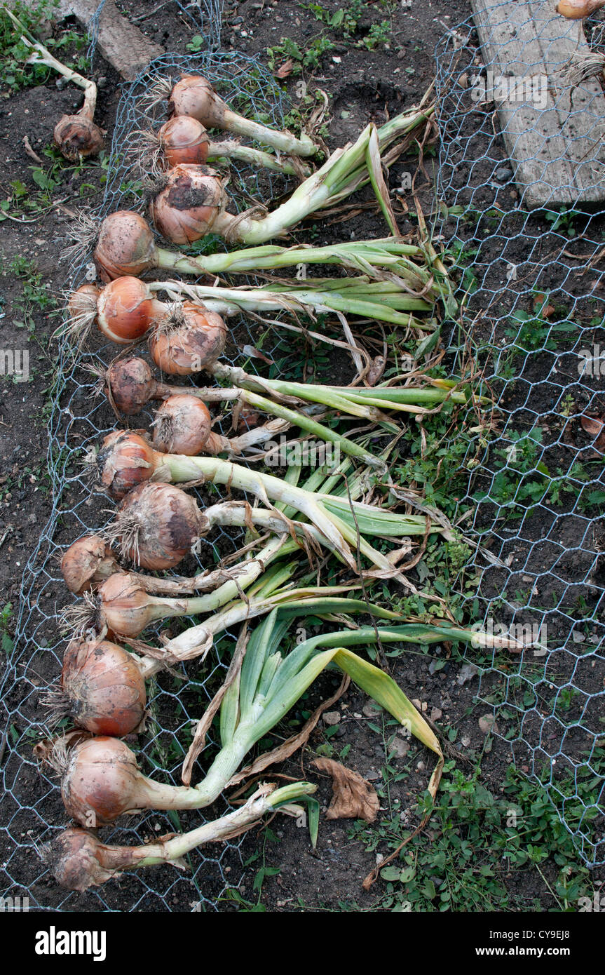 Onions drying on wire Stock Photo - Alamy