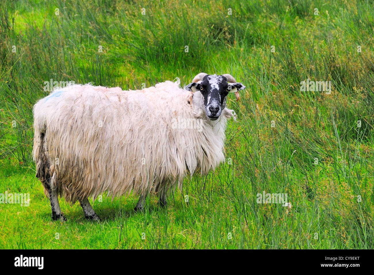 Kerry hill sheep hi-res stock photography and images - Alamy