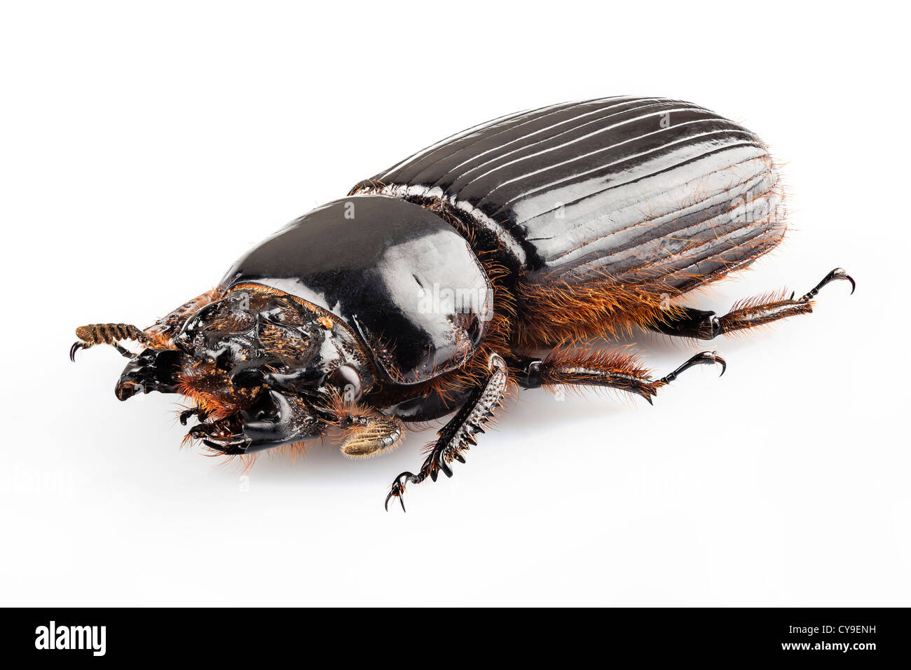 Passalidae beetle hi-res stock photography and images - Alamy