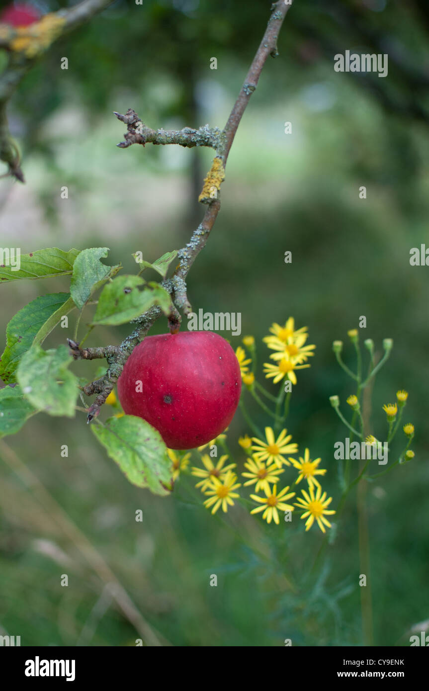 apple on branch Stock Photo - Alamy