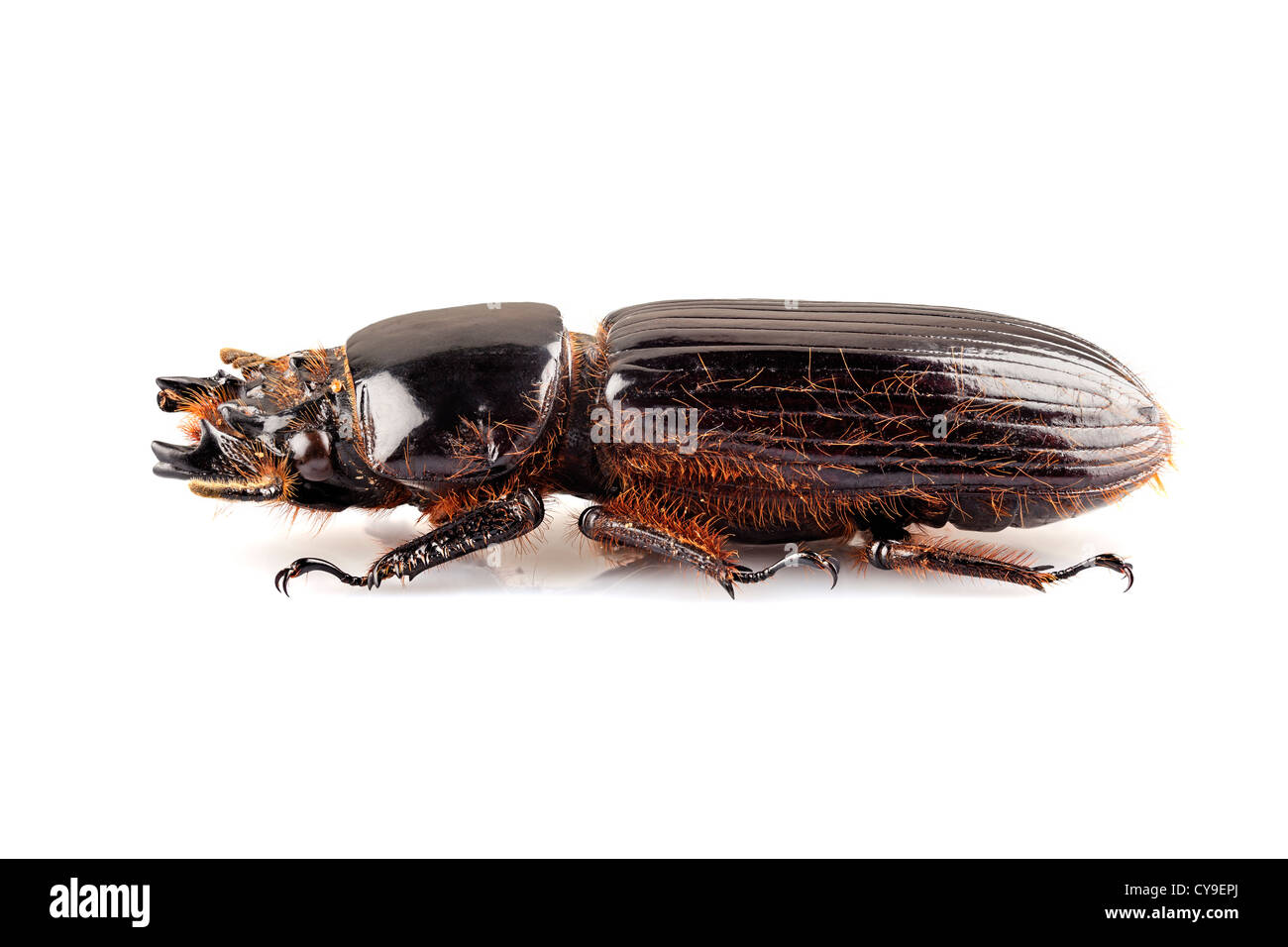 Passalid beetle hi-res stock photography and images - Alamy