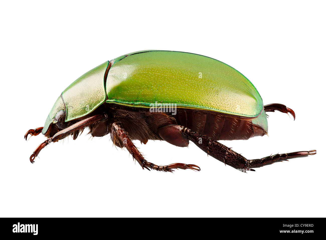 Green beetle hi-res stock photography and images - Alamy