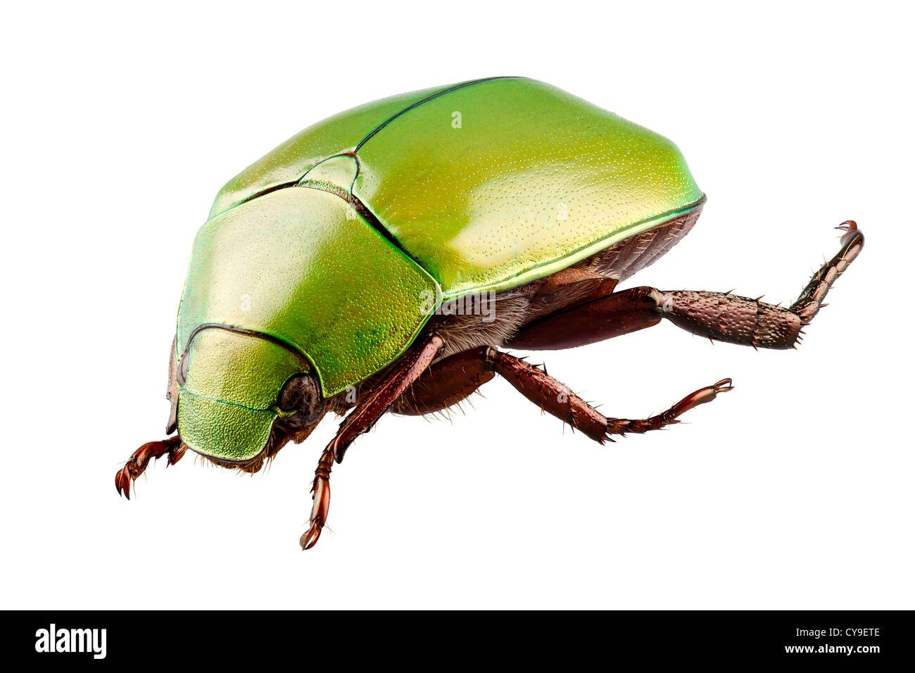 Green beetle species Anomala dimidiata Stock Photo - Alamy