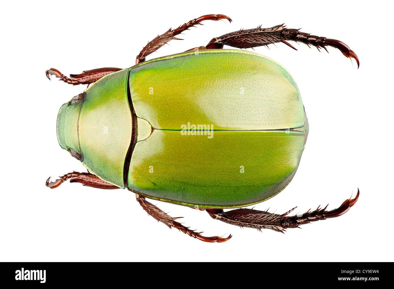 Green beetle species Anomala dimidiata Stock Photo - Alamy