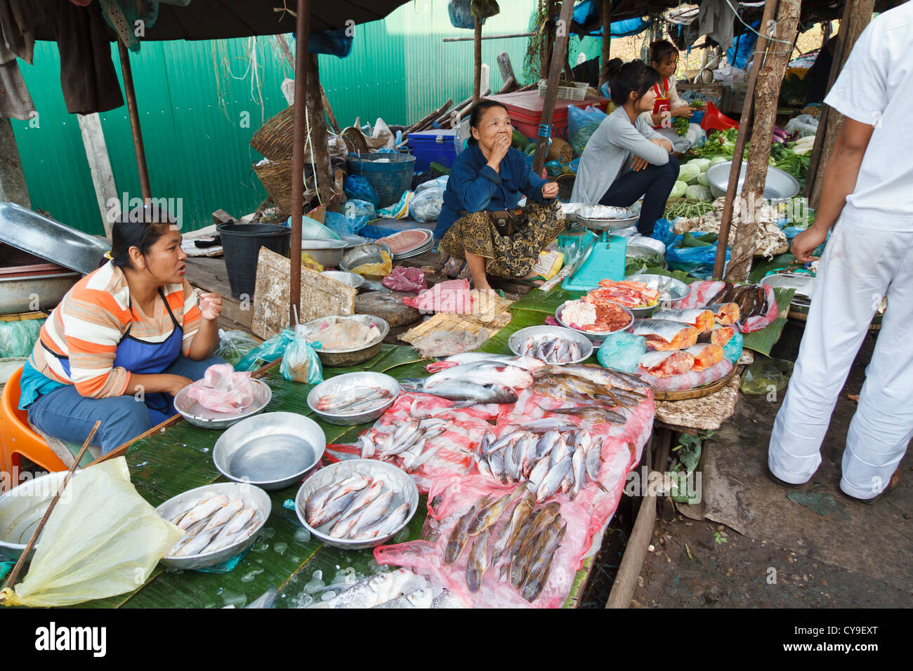 Fishes of laos hi-res stock photography and images - Alamy