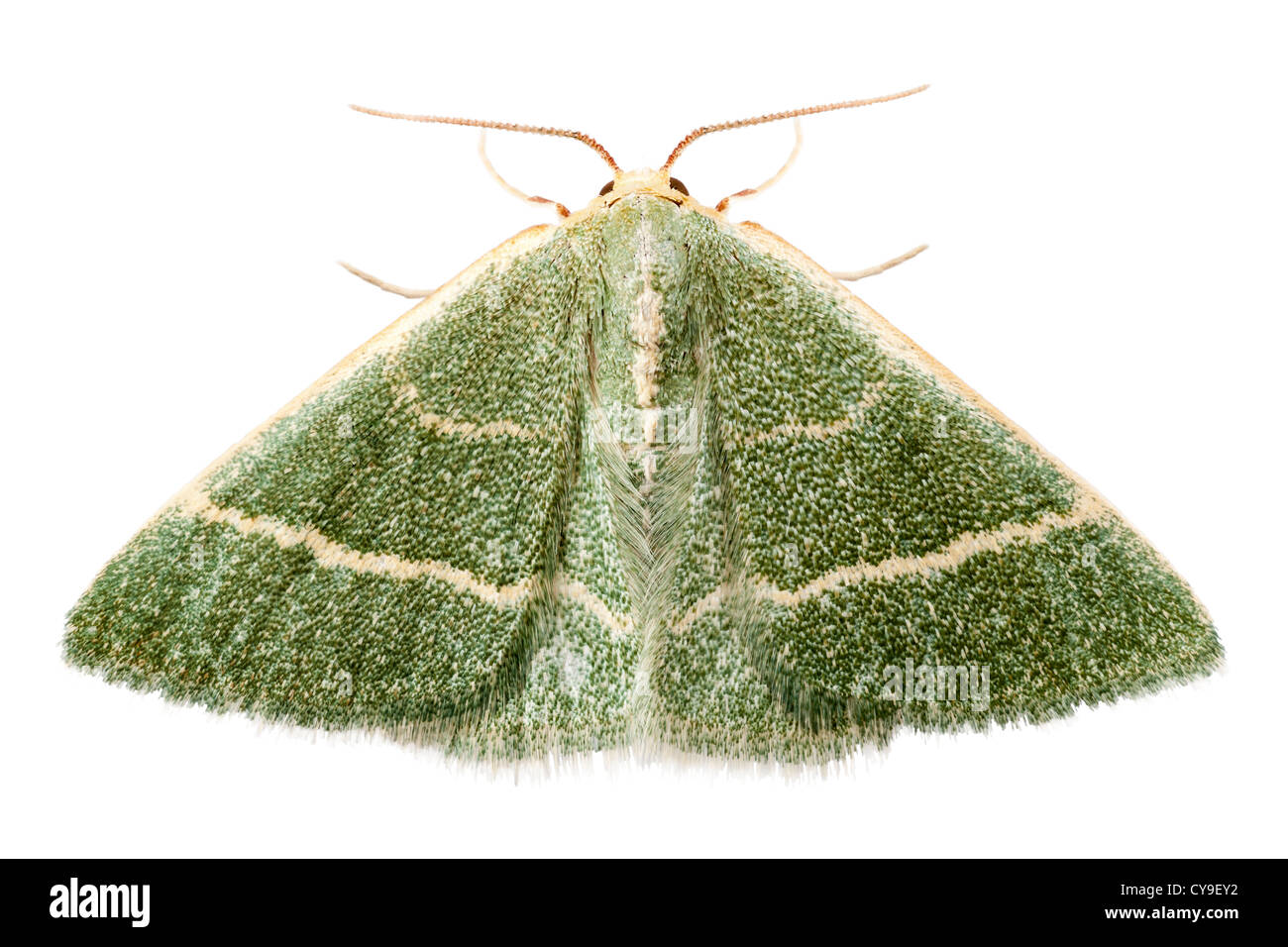 Green moth hi-res stock photography and images - Alamy