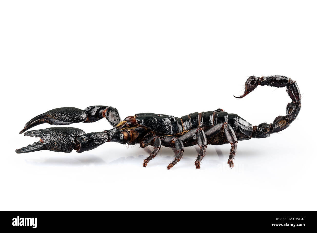 Scorpio legs hi-res stock photography and images - Alamy