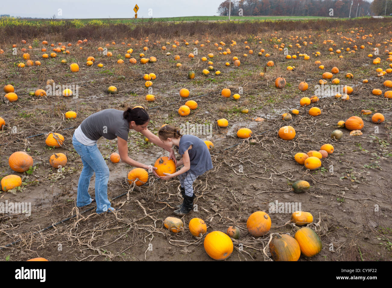 Pick your own pumpkins hi-res stock photography and images - Alamy