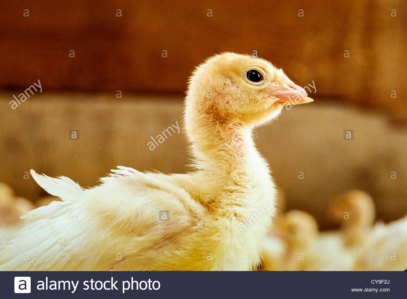 Poultry Production America Stock Photos & Poultry Production America ...