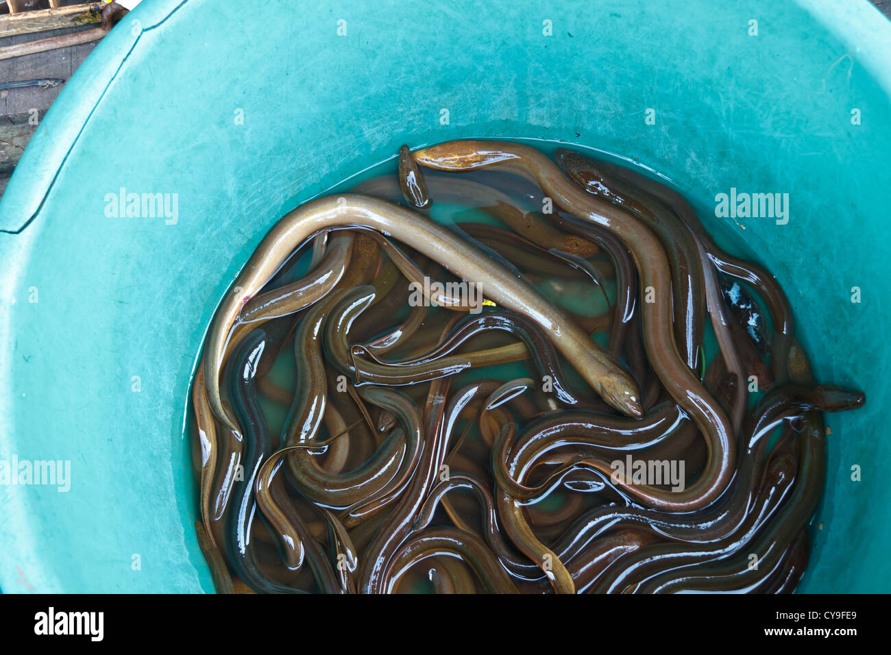 Fresh laos fish hi-res stock photography and images - Alamy
